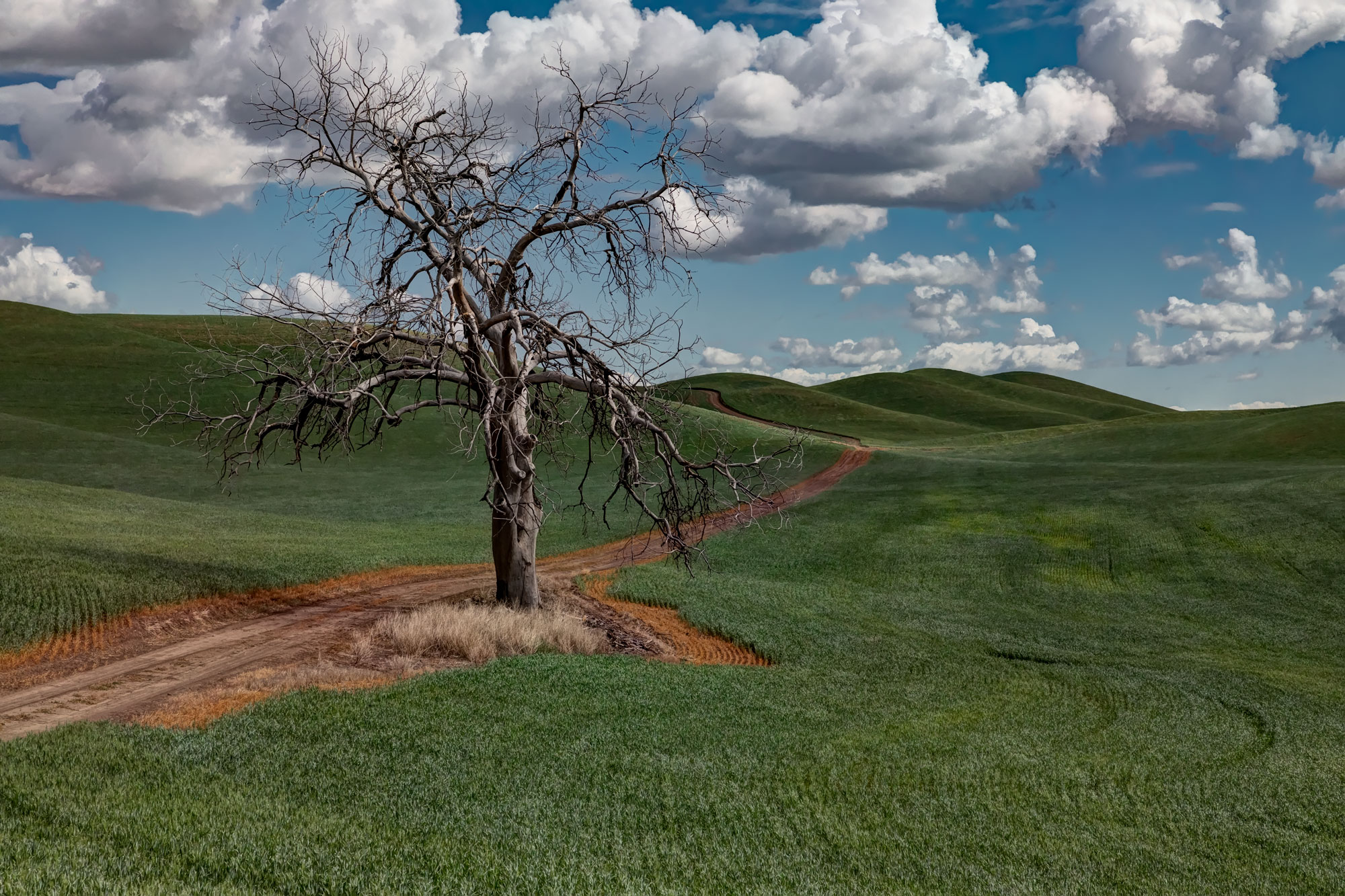 Photographing The Palouse | North Western Images - photos by Andy Porter
