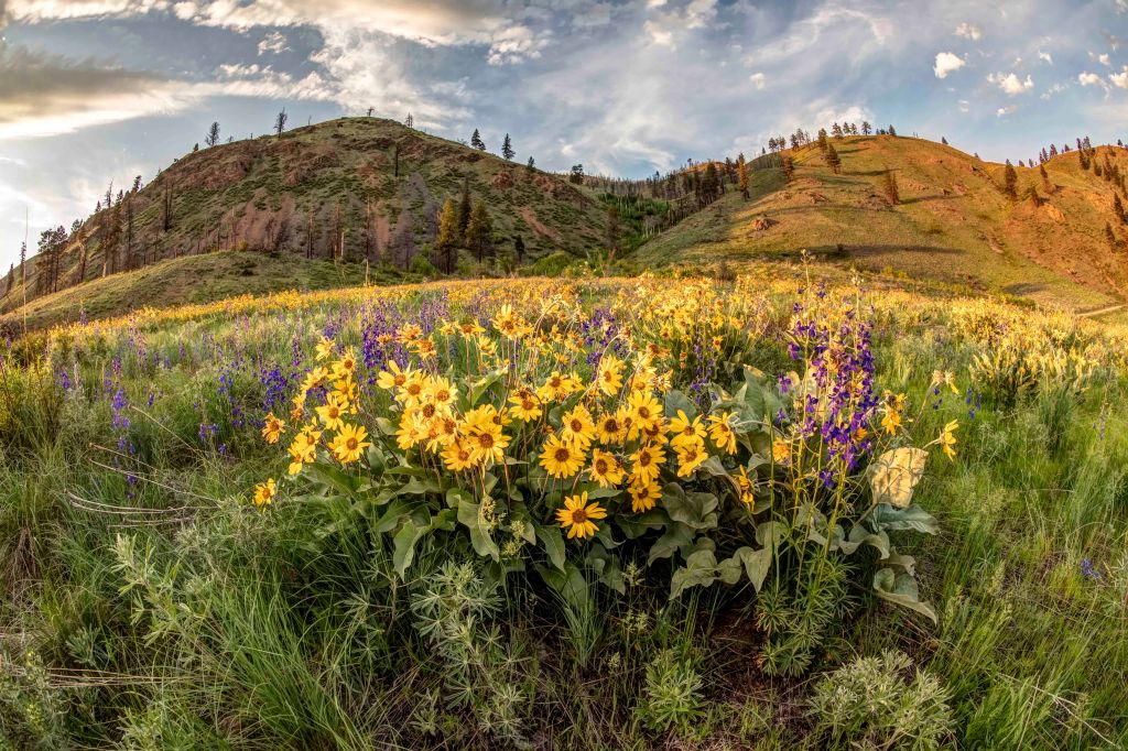 Methow Valley Wildflowers | North Western Images - photos by Andy Porter